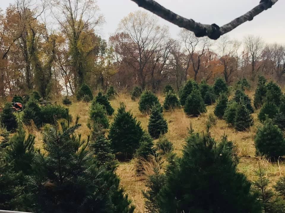 Pine Ridge Acres – Christmas Tree Farm, Conowingo, MD